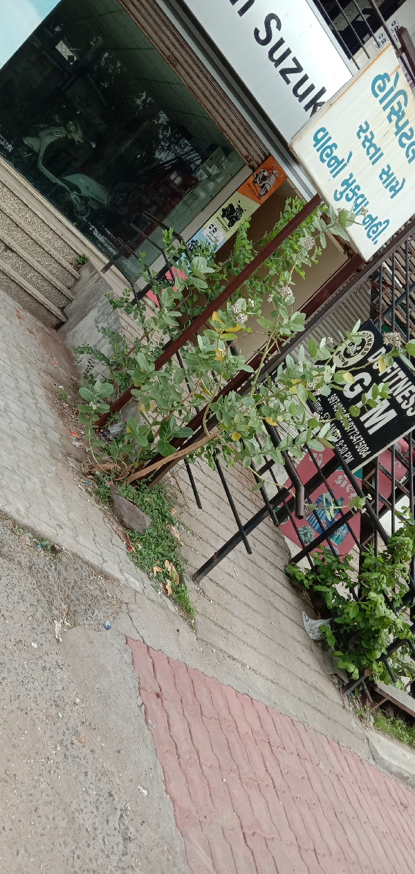 Crowne Suzuki Makarpura - Voice of SAP